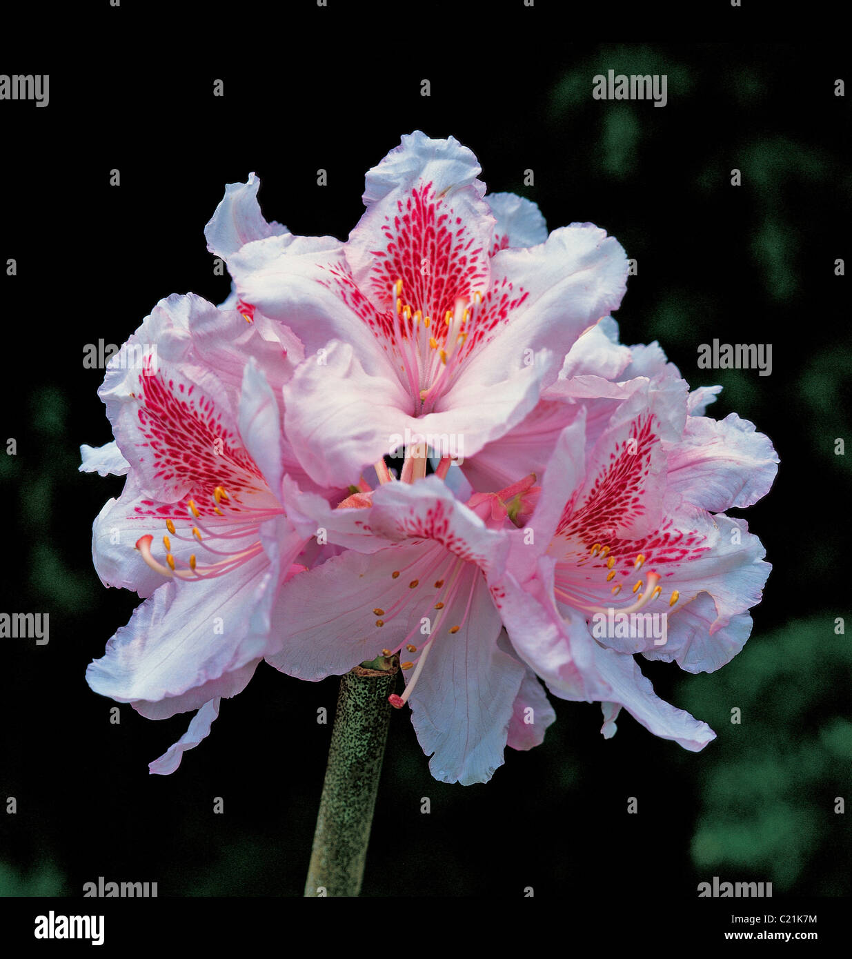 A close up portrait of Rhododendron flowers Stock Photo - Alamy