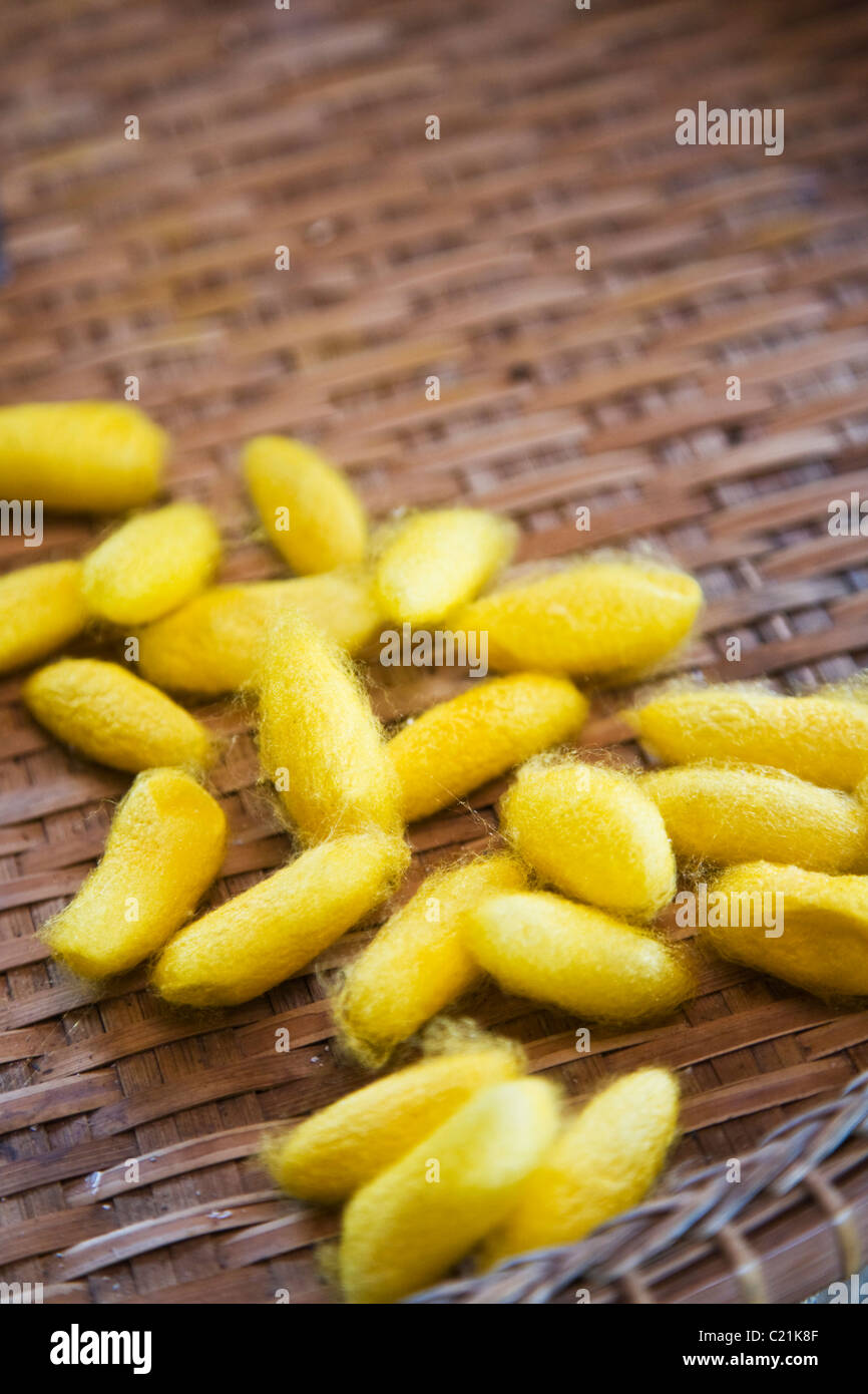 Silkworm cocoons used to produce silk thread. Surin, Surin, Thailand ...