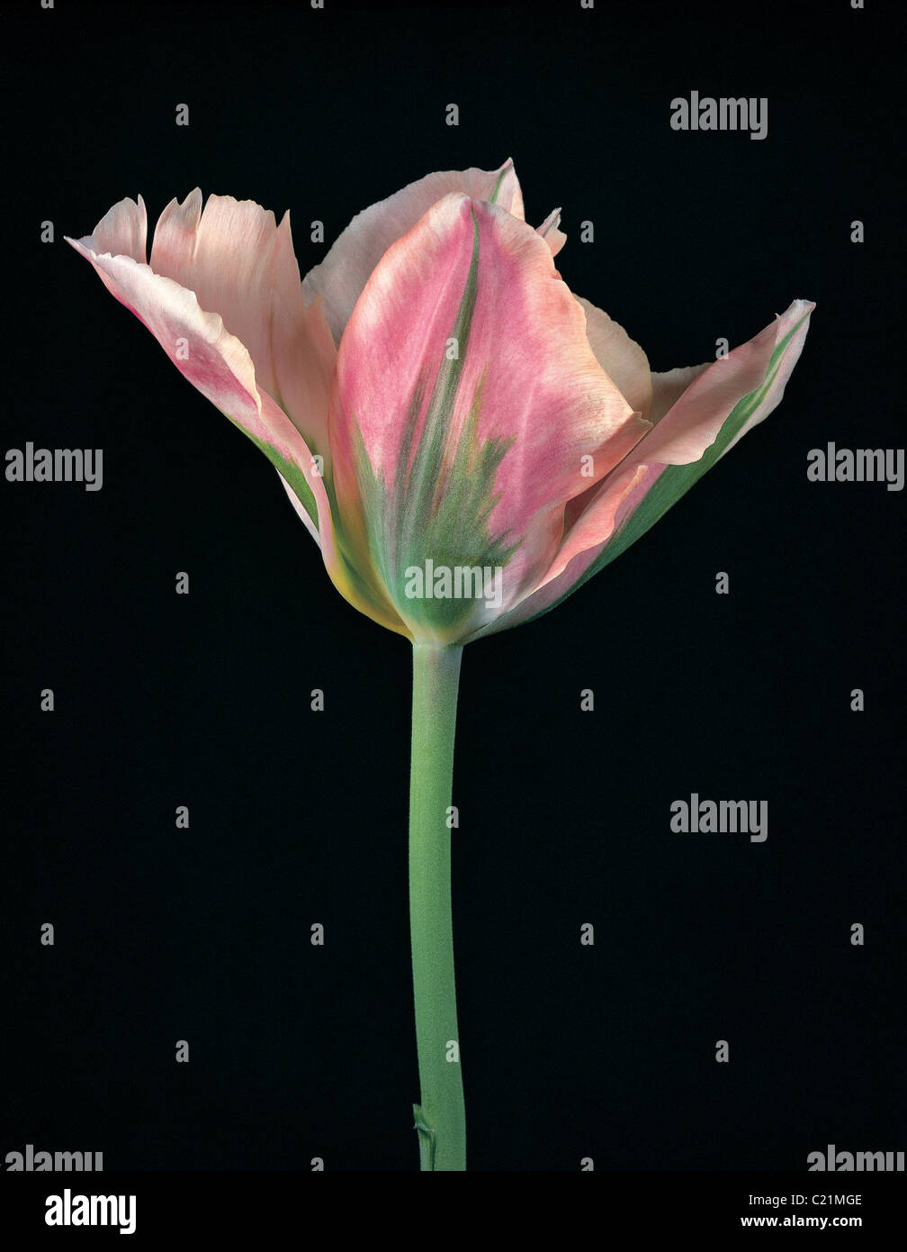 A close up portrait of the Tulip 'China Town' Stock Photo - Alamy