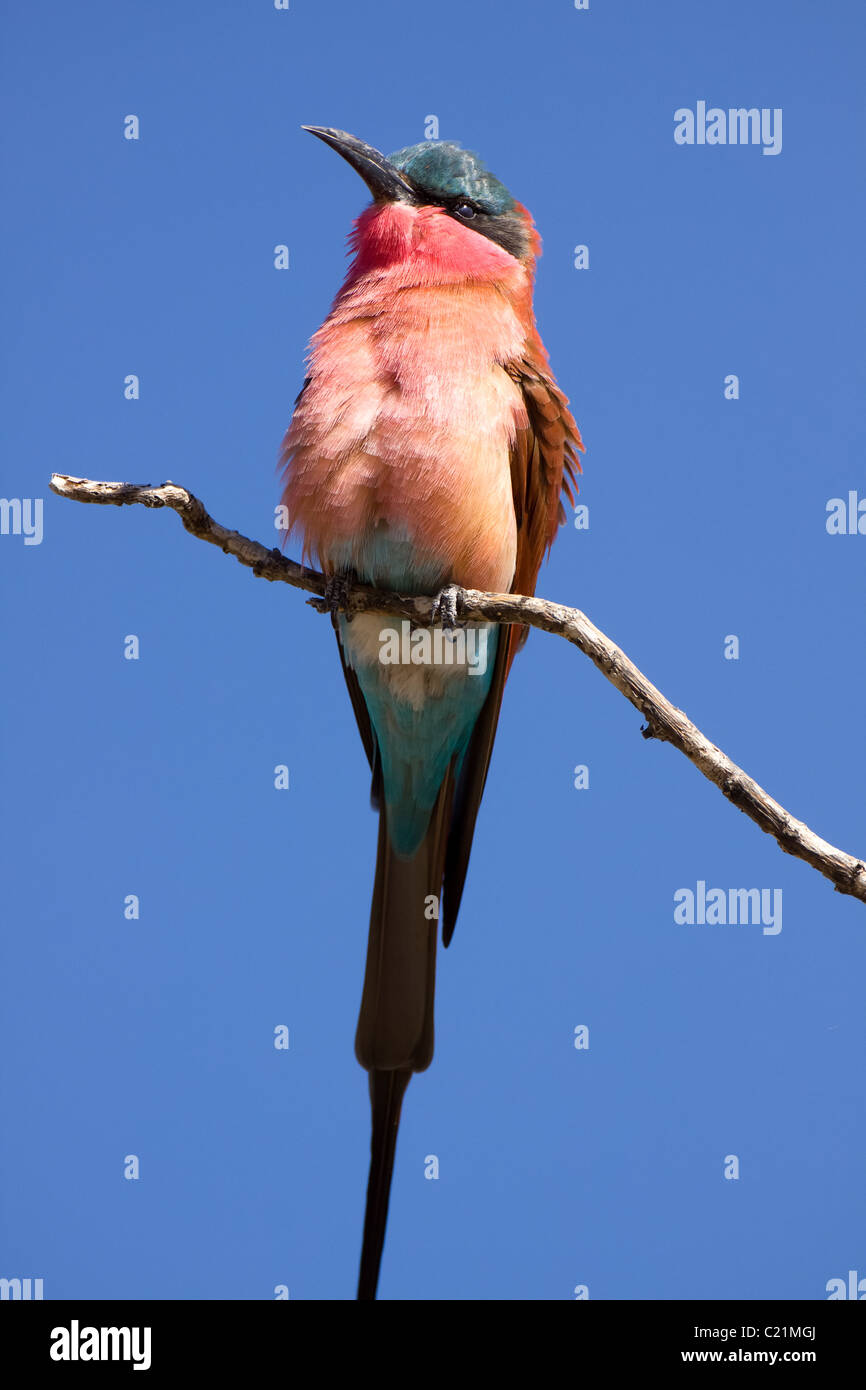Scarlet Grosbeaks High Resolution Stock Photography and Images - Alamy