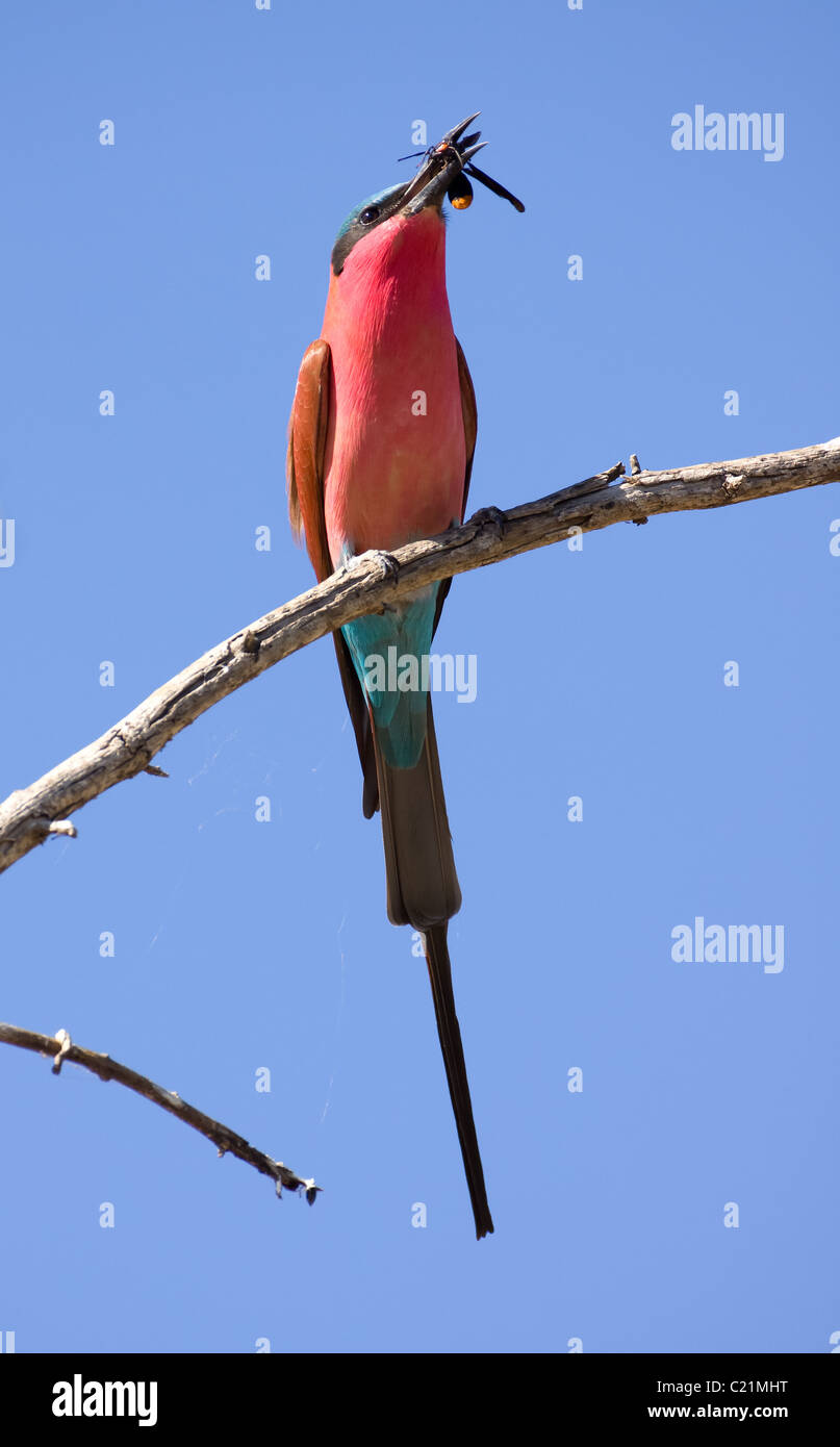 Scarlet Grosbeak High Resolution Stock Photography and Images - Alamy