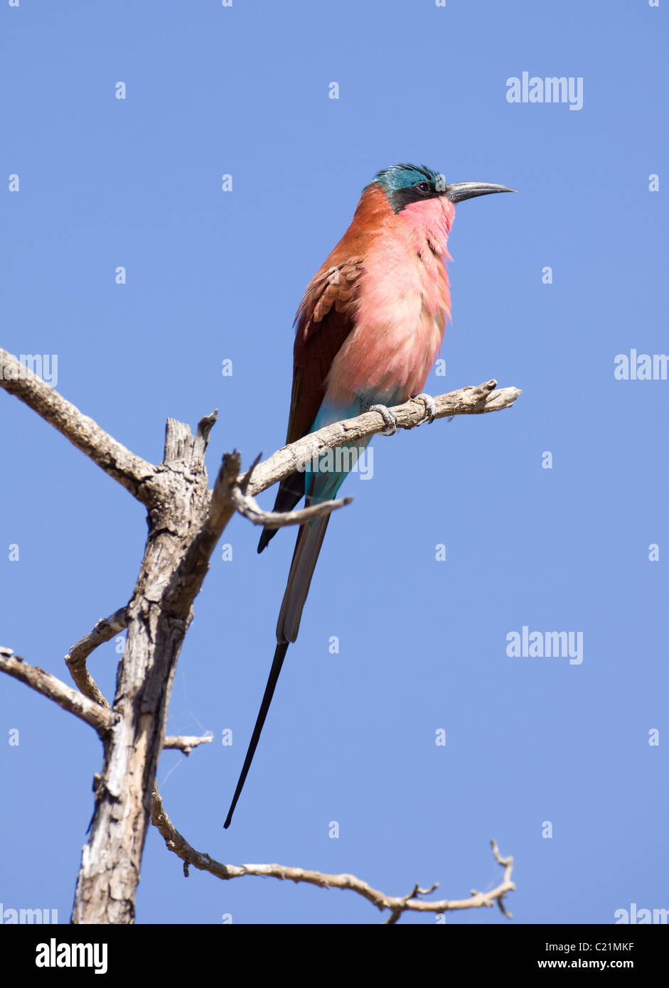 Scarlet grosbeaks hi-res stock photography and images - Alamy