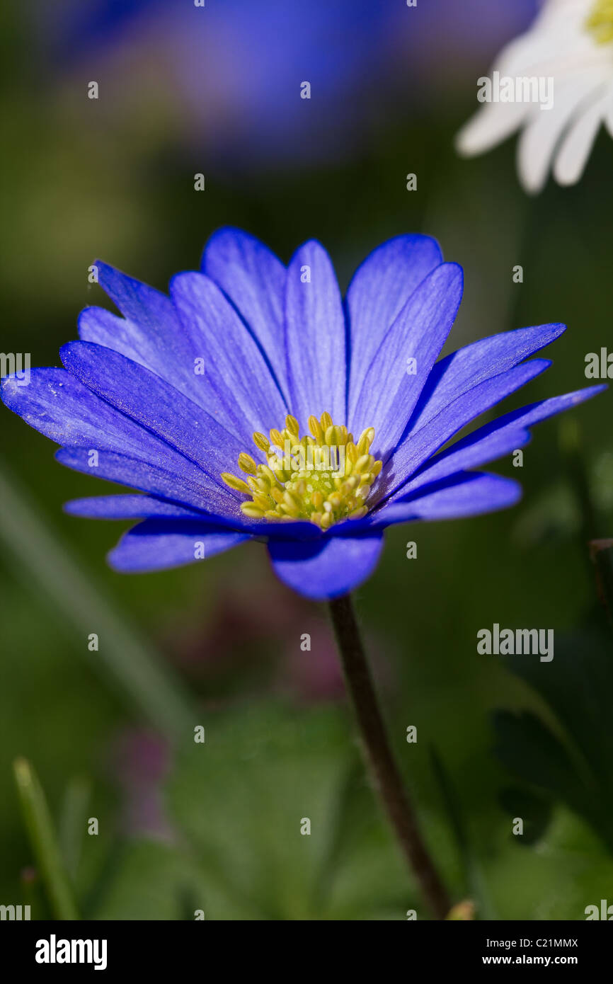 Blue marguerite closeup Stock Photo - Alamy