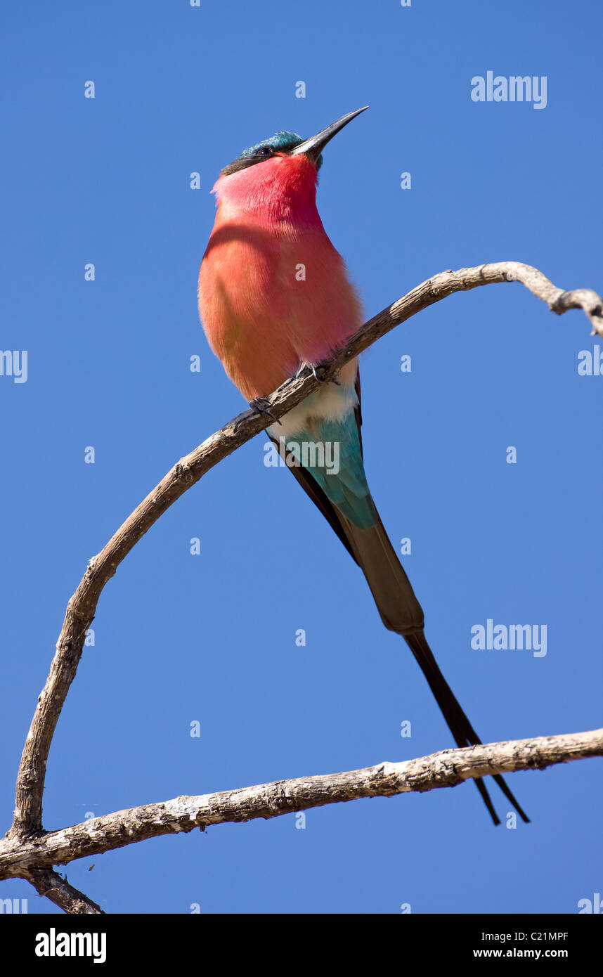 Scarlet Grosbeaks High Resolution Stock Photography and Images - Alamy