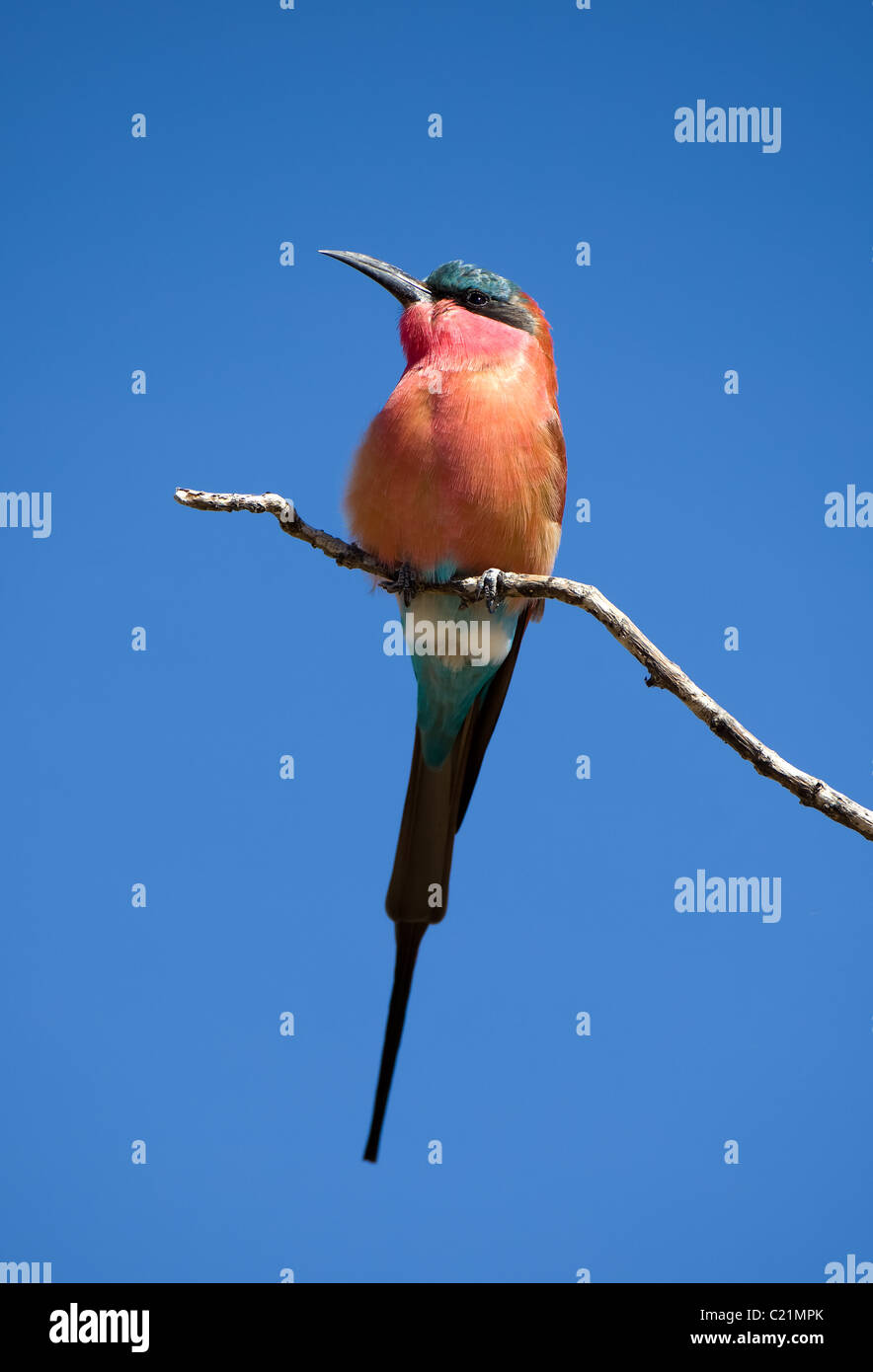 Scarlet grosbeaks hi-res stock photography and images - Alamy