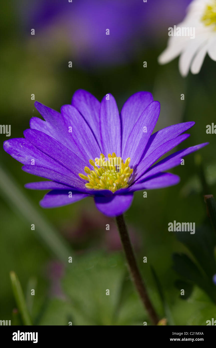 Marguerite blumen hi-res stock photography and images - Alamy