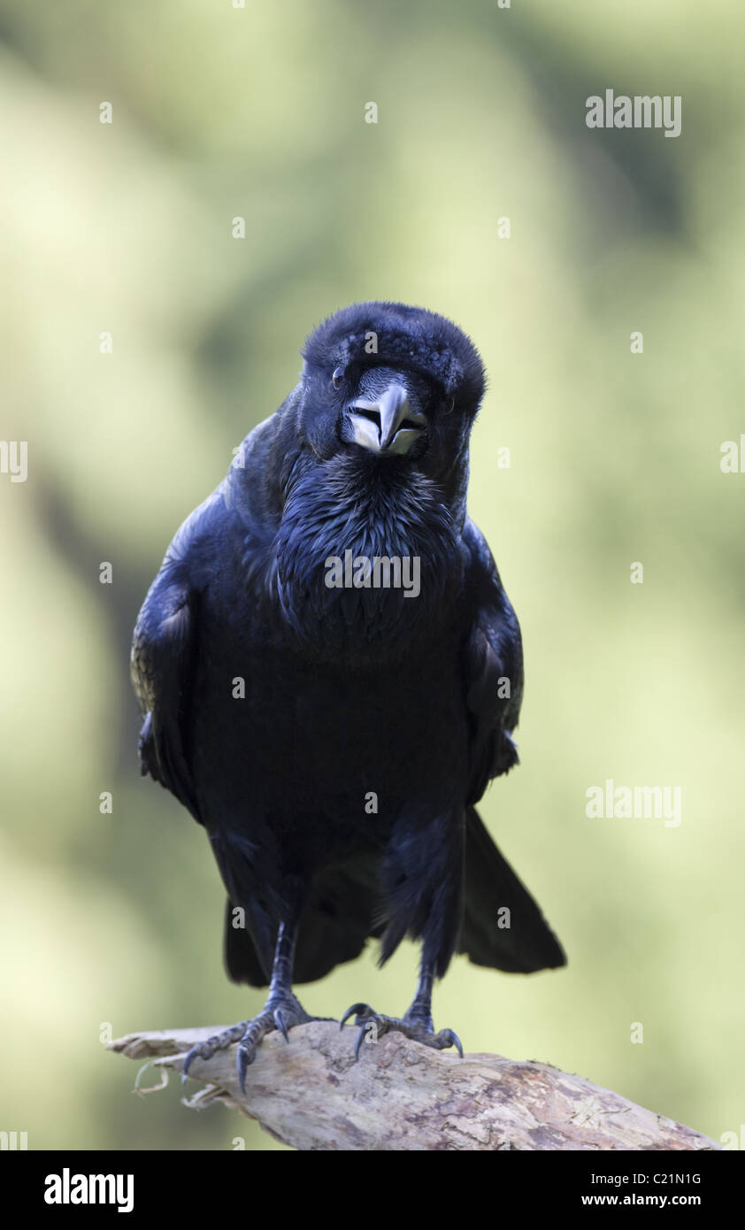 Raben und kraehen hi-res stock photography and images - Alamy