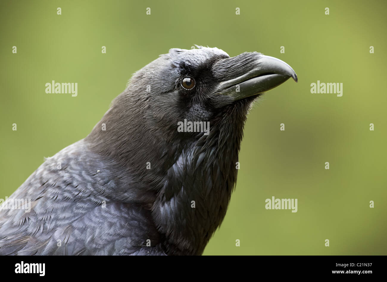 Black raven bird hi-res stock photography and images - Alamy