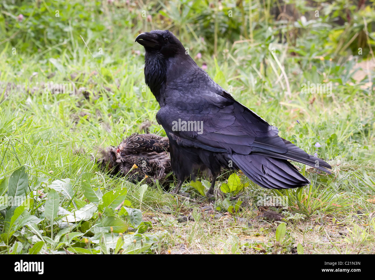 Raven kolkrabe hi-res stock photography and images - Alamy