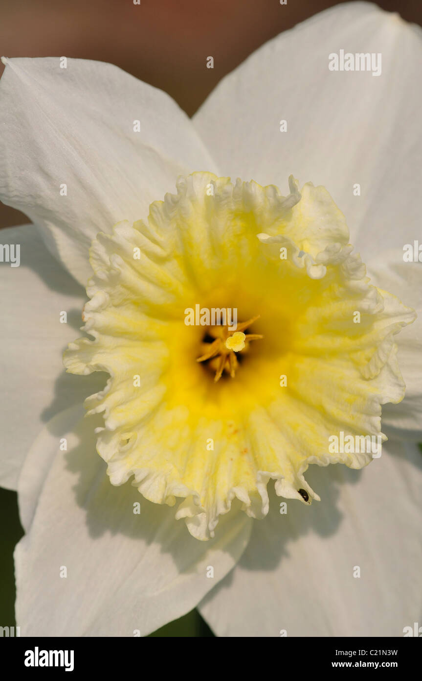 A close-up of a single pale yellow daffodil in portrait format UK Stock ...