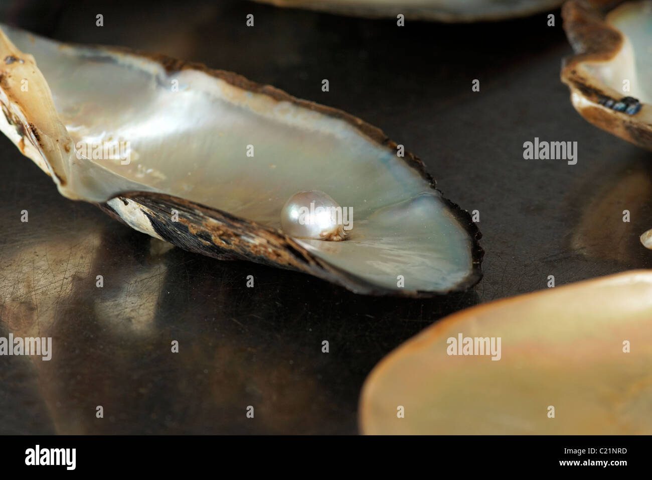 Shell in australia hi-res stock photography and images - Alamy