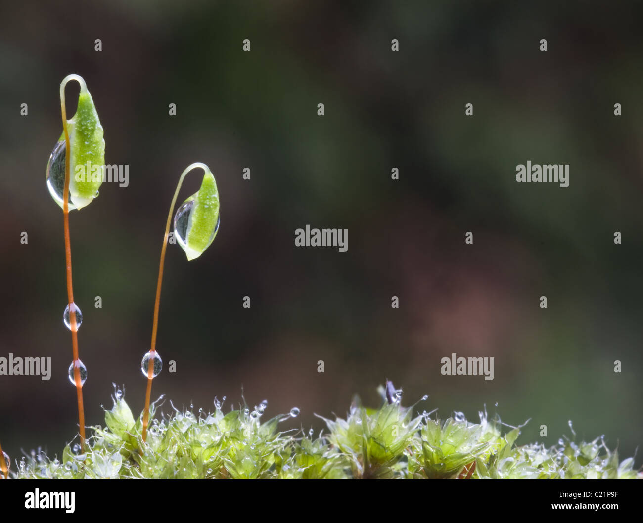 Moss spore capsule hi-res stock photography and images - Alamy