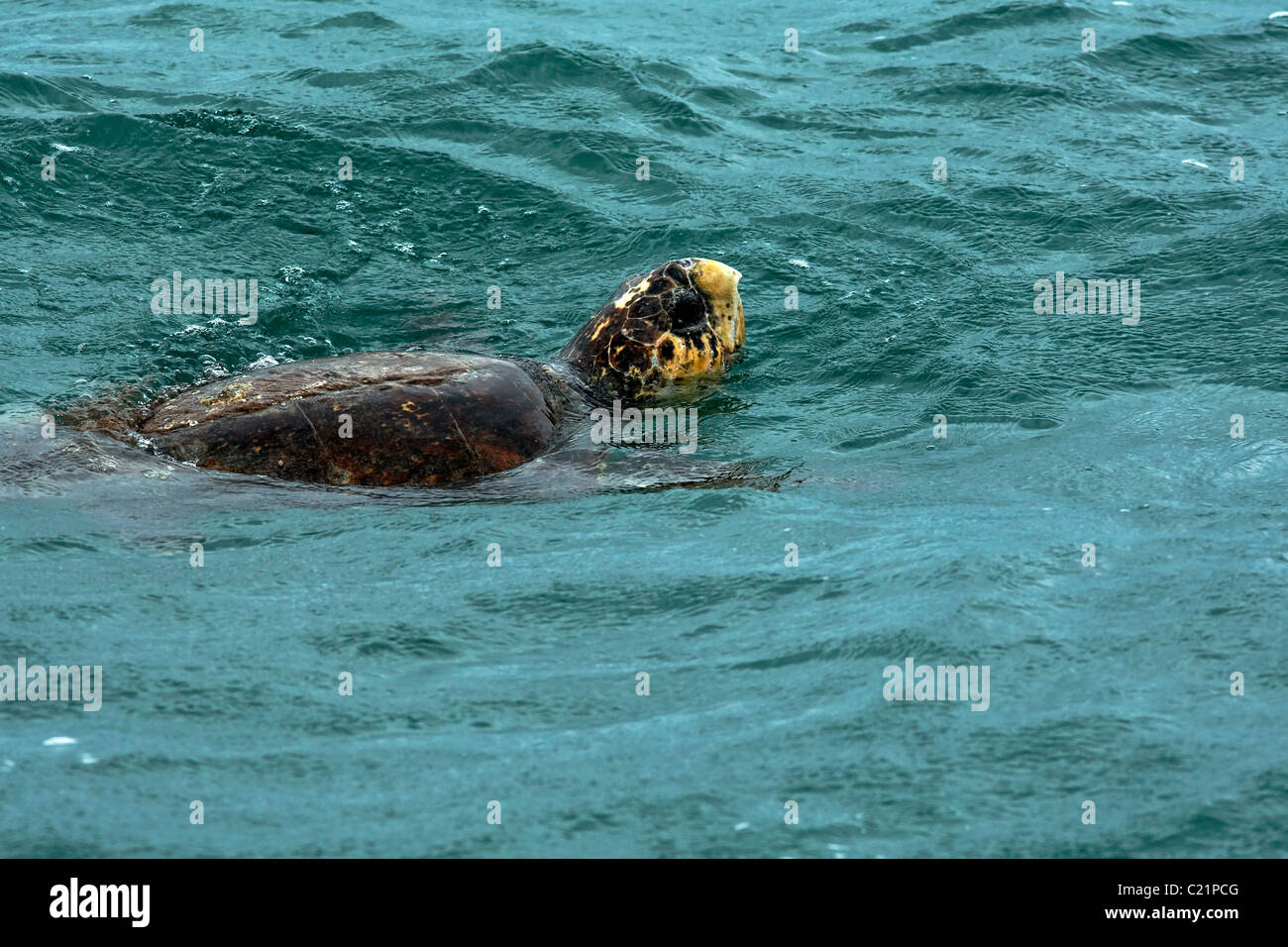 Loggerhead Turtle ( Caretta caretta ) swimming on top of Water, Shark Bay Western Australia ...