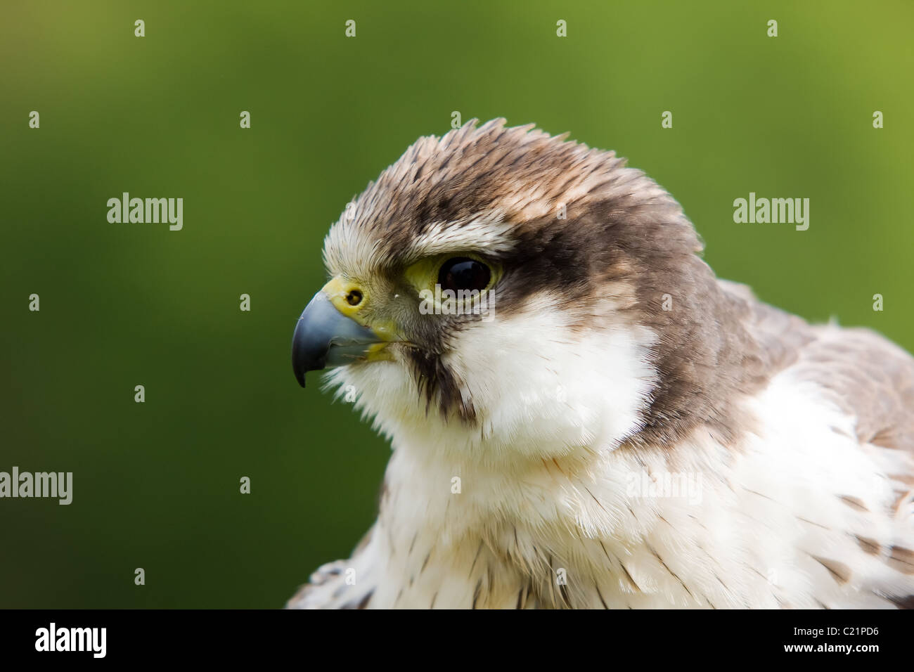 Asian falcon hi-res stock photography and images - Alamy