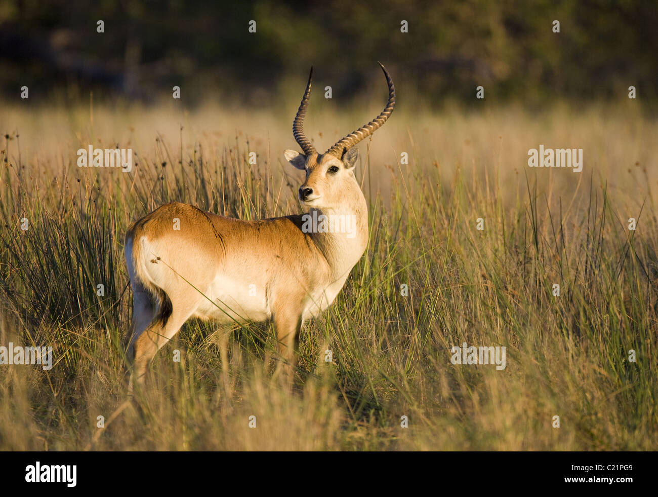 Lechwe waterbucks hi-res stock photography and images - Alamy