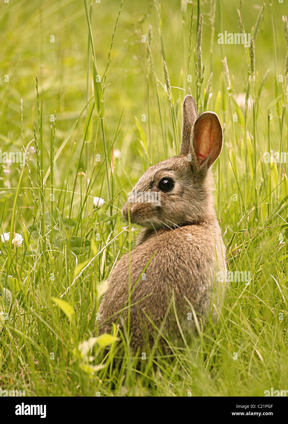 Bunny rabbit in field Stock Photo - Alamy