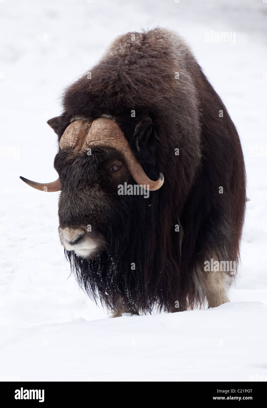 Moschustier hi-res stock photography and images - Alamy