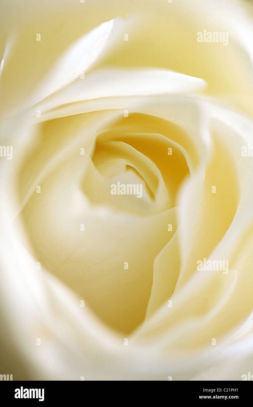 A cream rose in close-up, photographed by Tricia Liggett Stock Photo ...