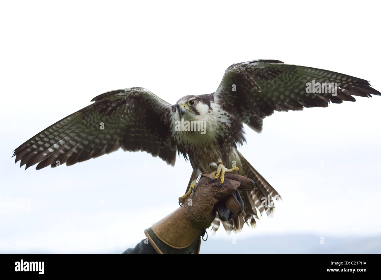 Laggar falcon hi-res stock photography and images - Alamy