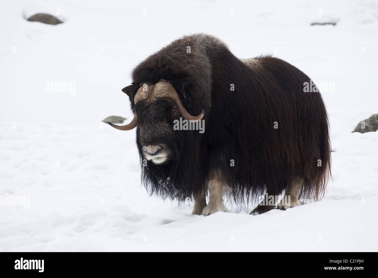 Moschustier hi-res stock photography and images - Alamy