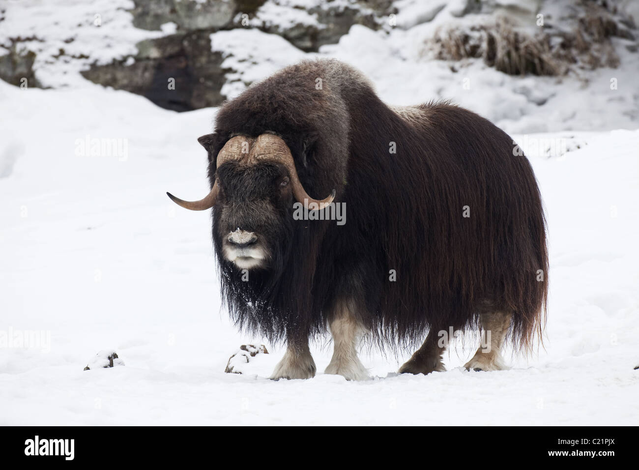 Musk oxen hi-res stock photography and images - Alamy