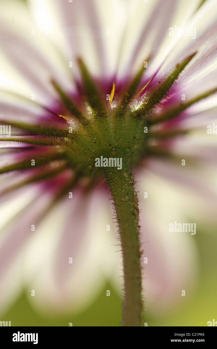 Underside daisy flower close up High Resolution Stock Photography and ...