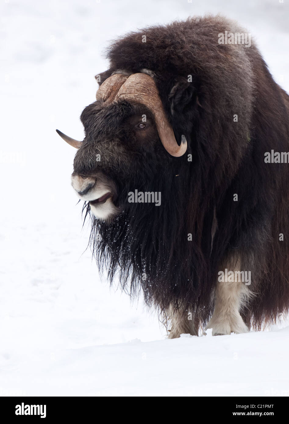 Animal musk hi-res stock photography and images - Alamy