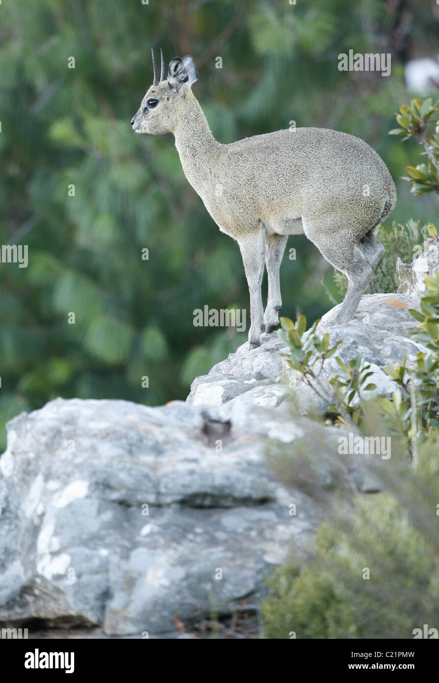 Klipspringer jump hi-res stock photography and images - Alamy