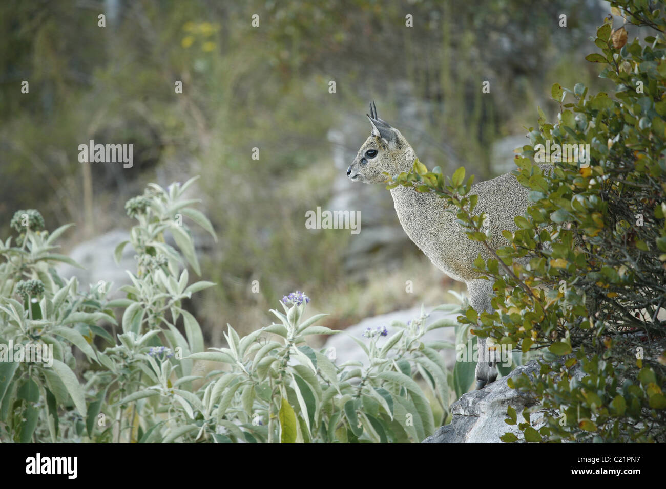 A picture of a Klipspringer about to jump. Taken at Crystal Springs ...