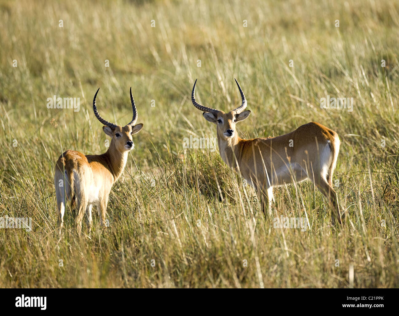 Lechwe waterbuck hi-res stock photography and images - Alamy