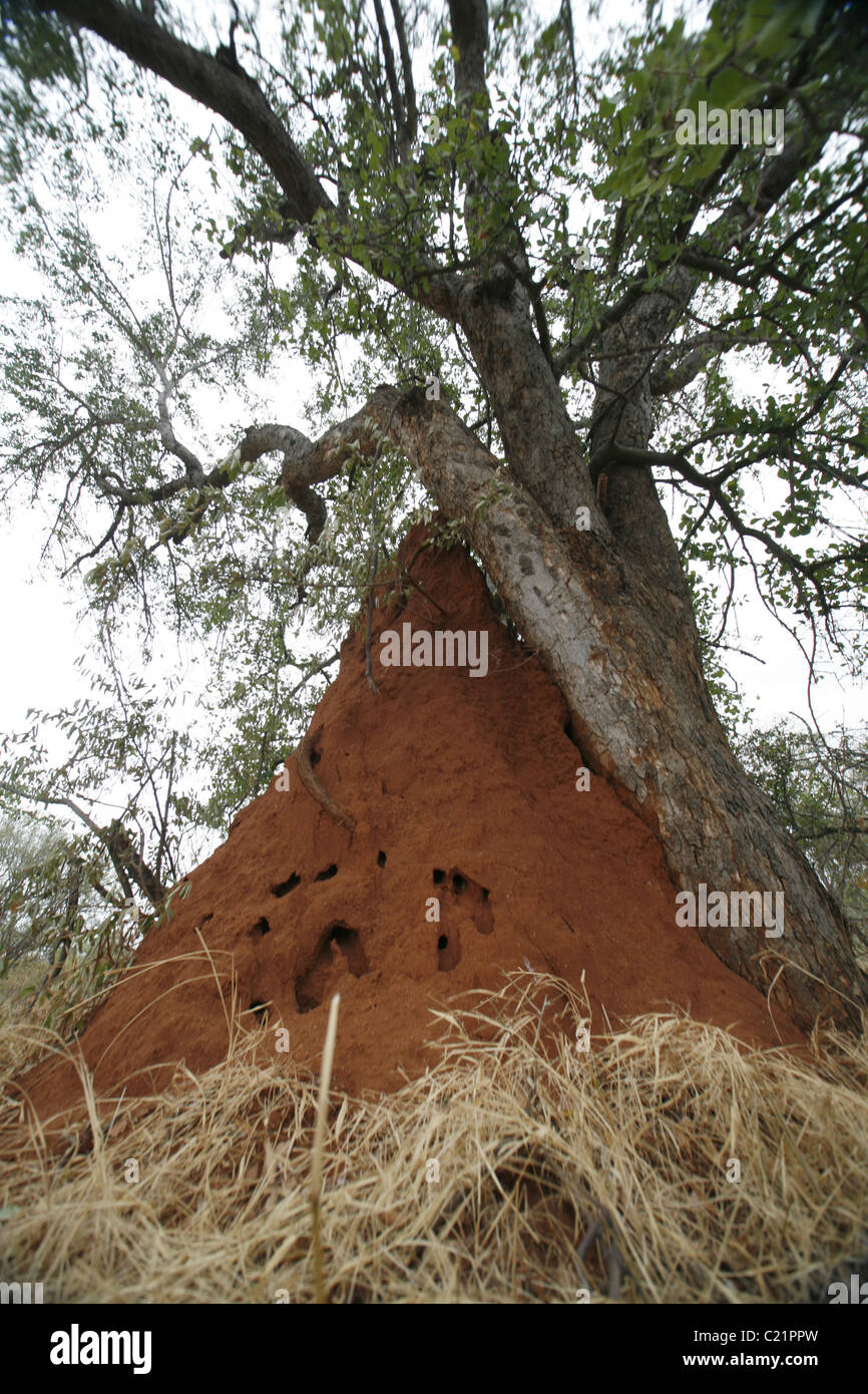 Ecosystem termite mound hi-res stock photography and images - Alamy