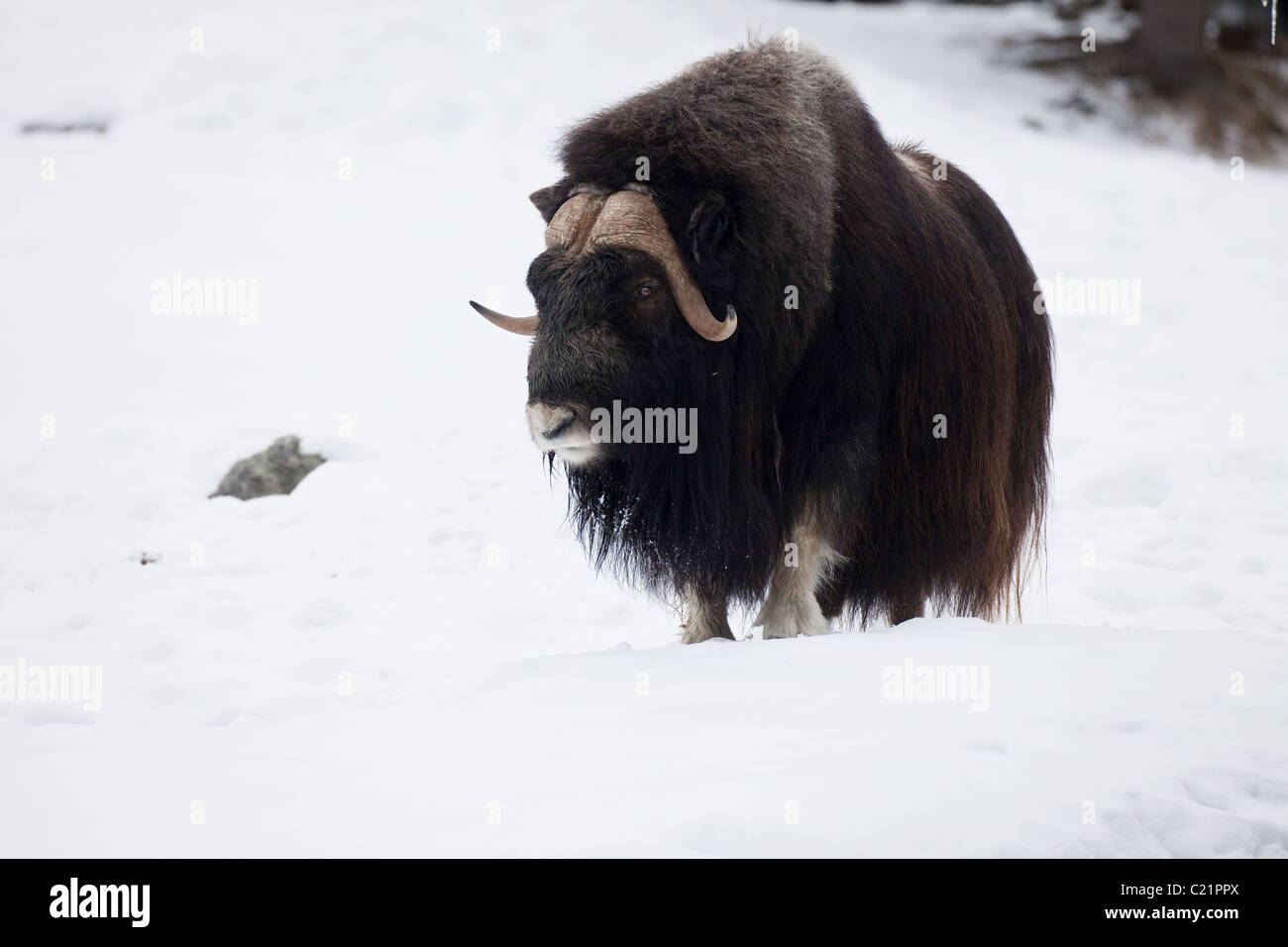 Musk oxen hi-res stock photography and images - Alamy