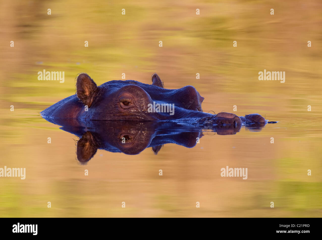 Hippo bird hi-res stock photography and images - Alamy