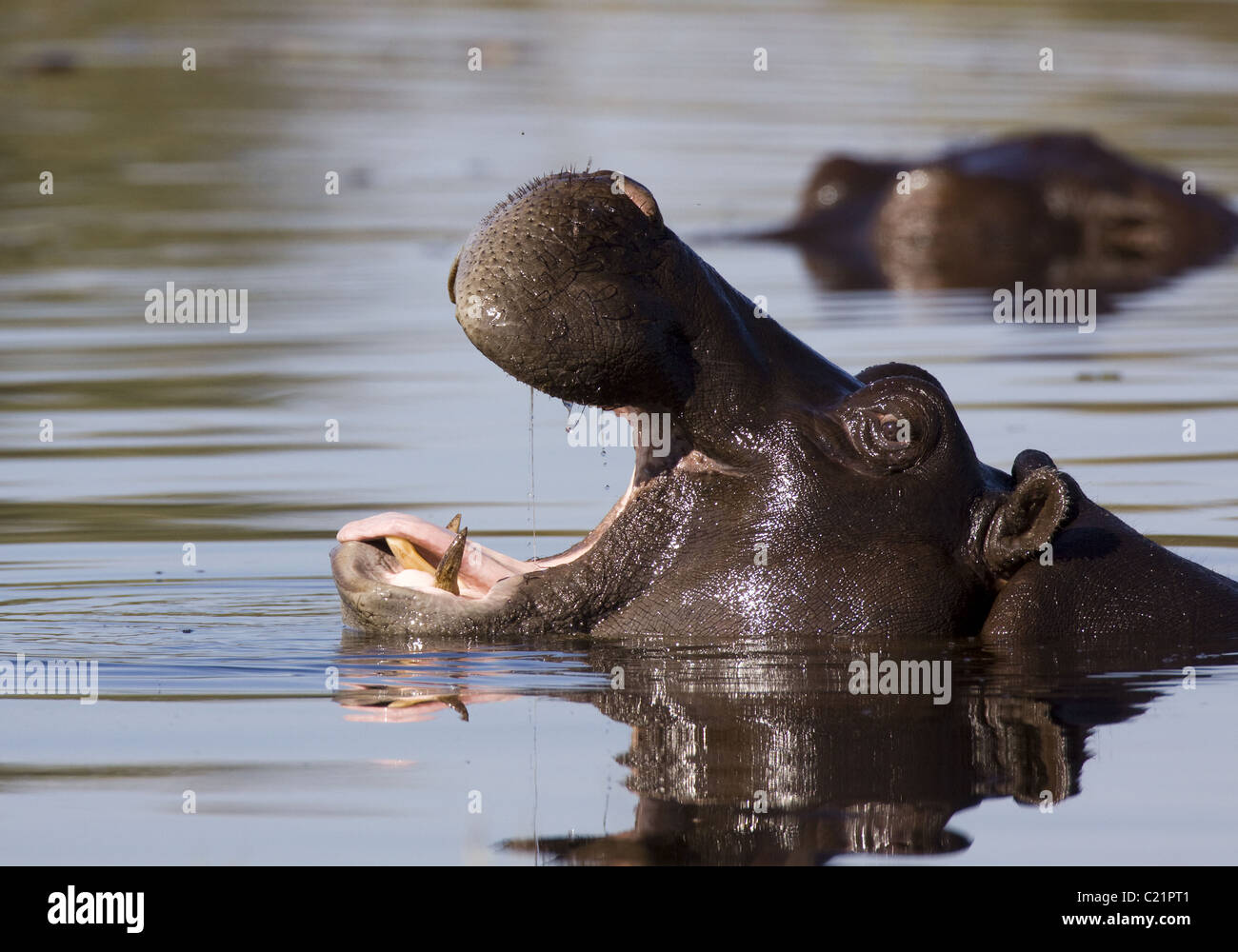 Hippopotamus drink hi-res stock photography and images - Alamy