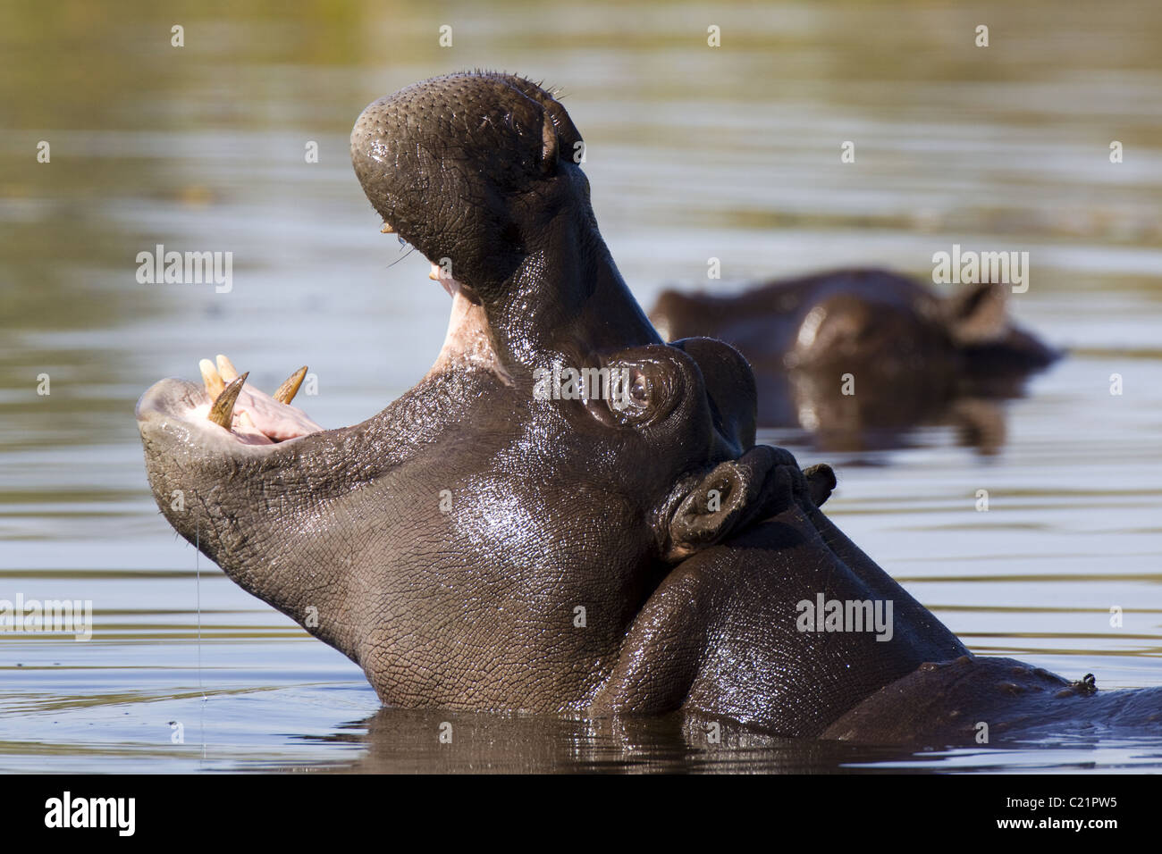 Elephants hippo hi-res stock photography and images - Alamy