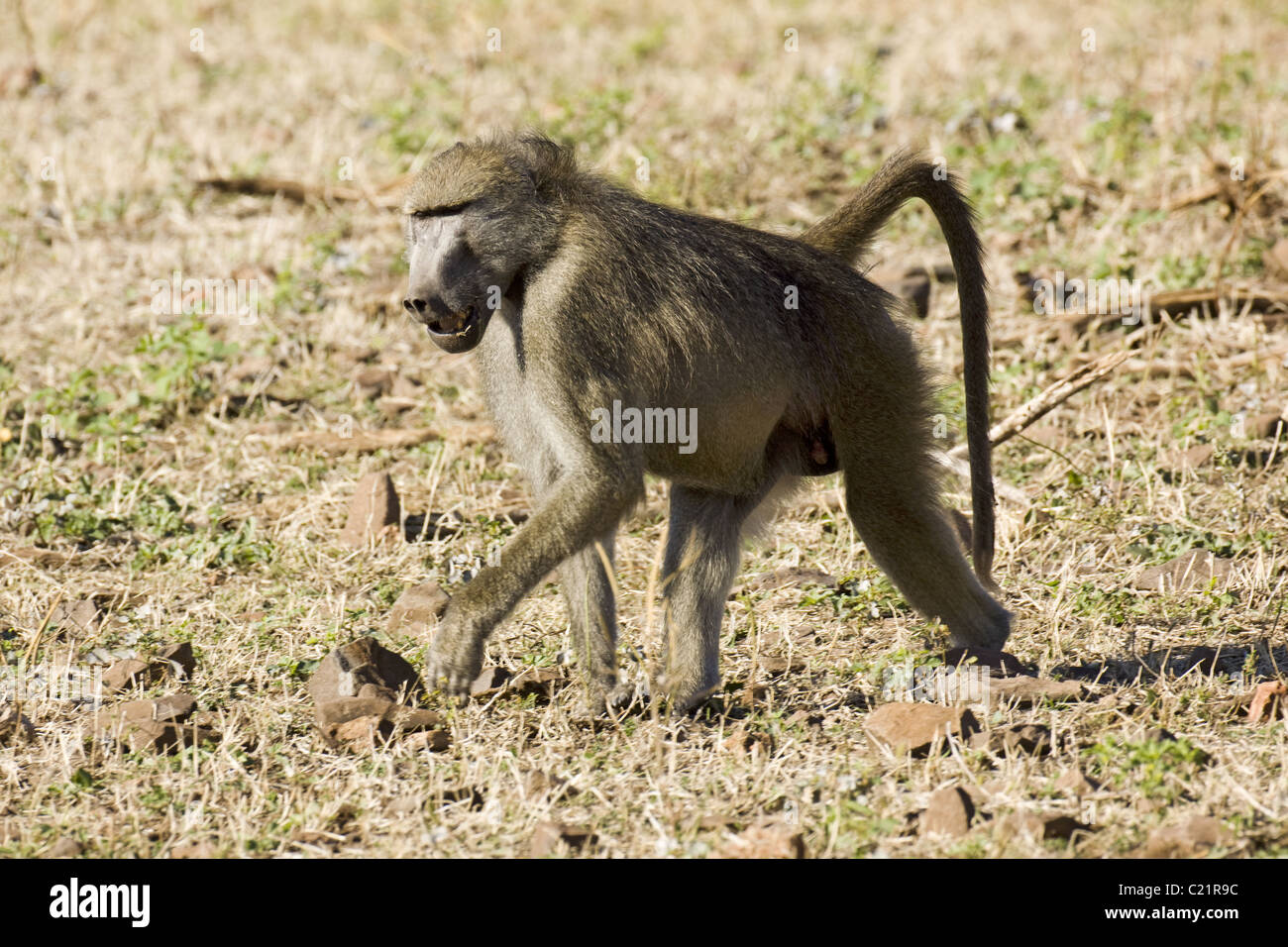 Elephant with baboon hi-res stock photography and images - Alamy