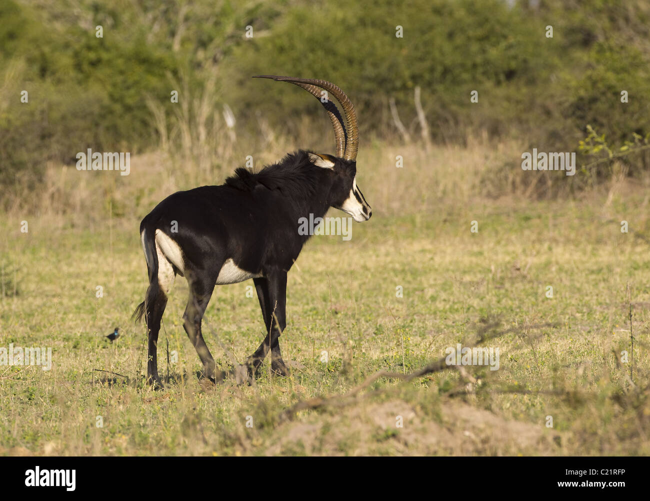 Sable antilope hi-res stock photography and images - Alamy