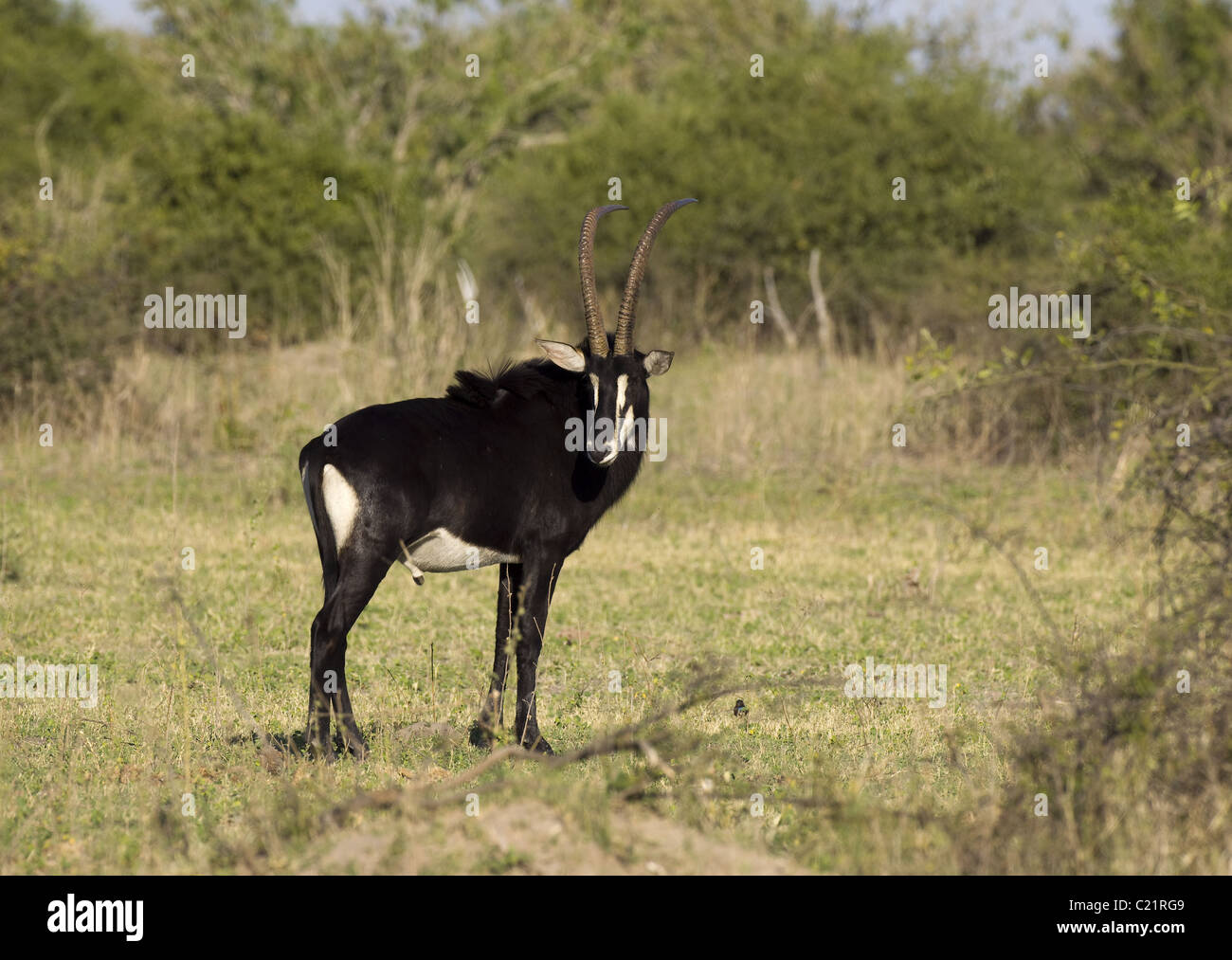 Sable antílope hi-res stock photography and images - Alamy