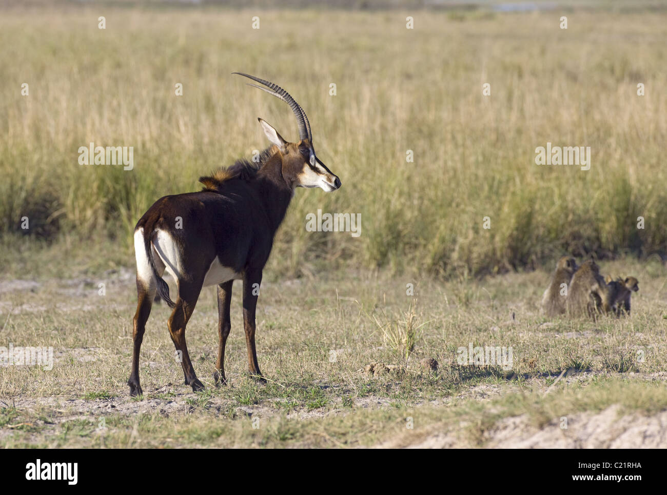 Sable antílope hi-res stock photography and images - Alamy