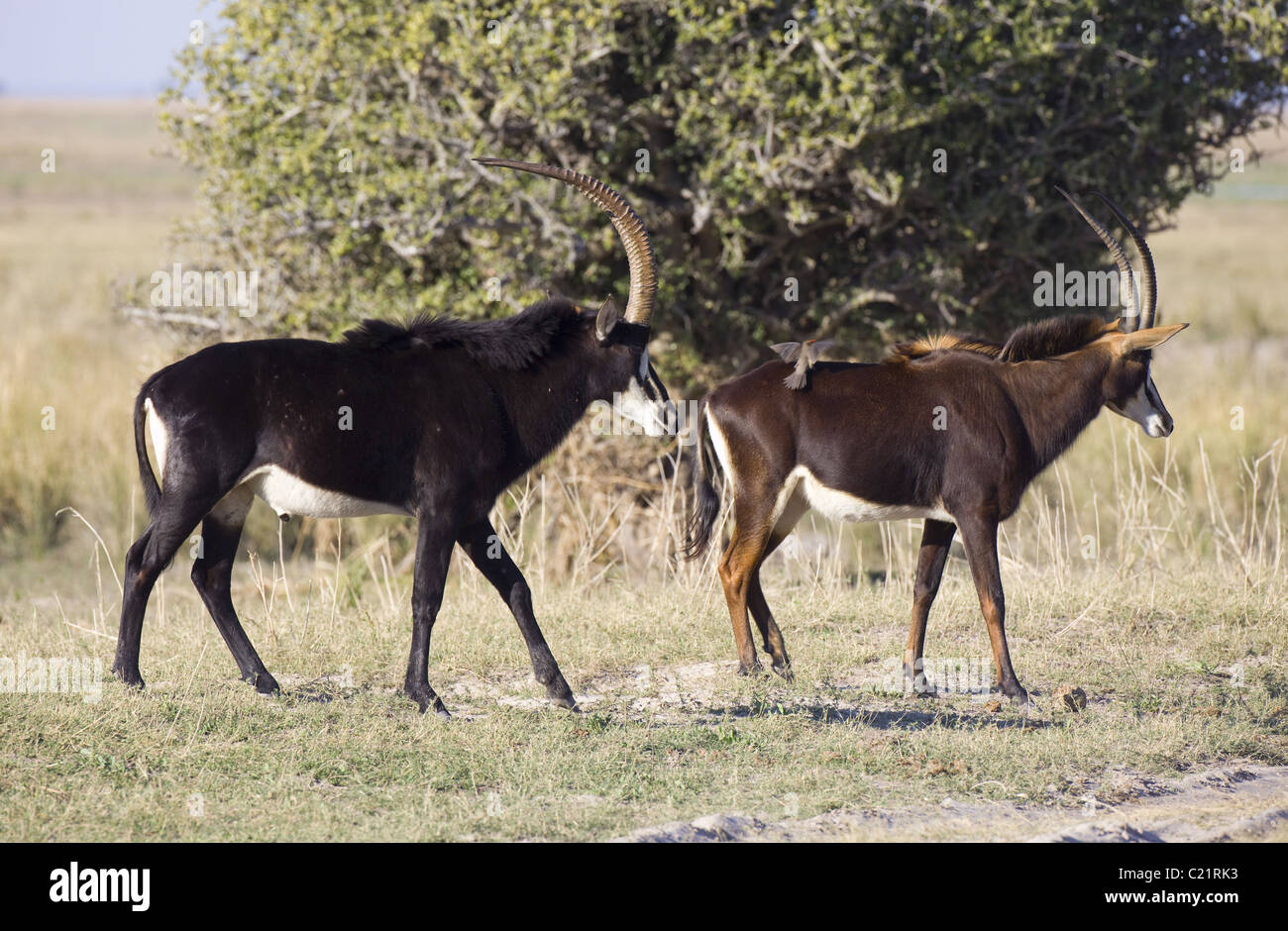 Sable antilope hi-res stock photography and images - Alamy