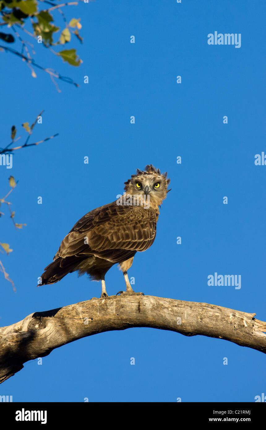 Adler snake hi-res stock photography and images - Alamy