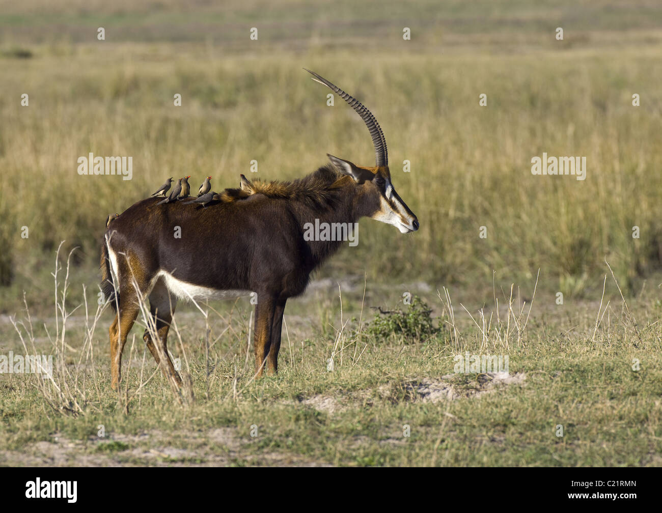 Sable antílope hi-res stock photography and images - Alamy