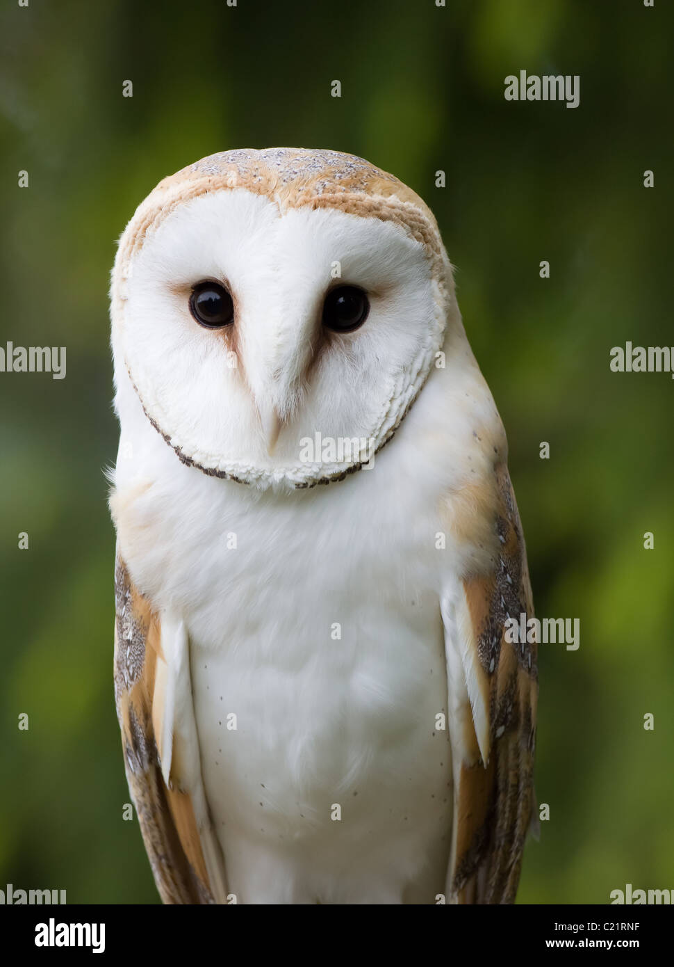 Owl e hi-res stock photography and images - Alamy