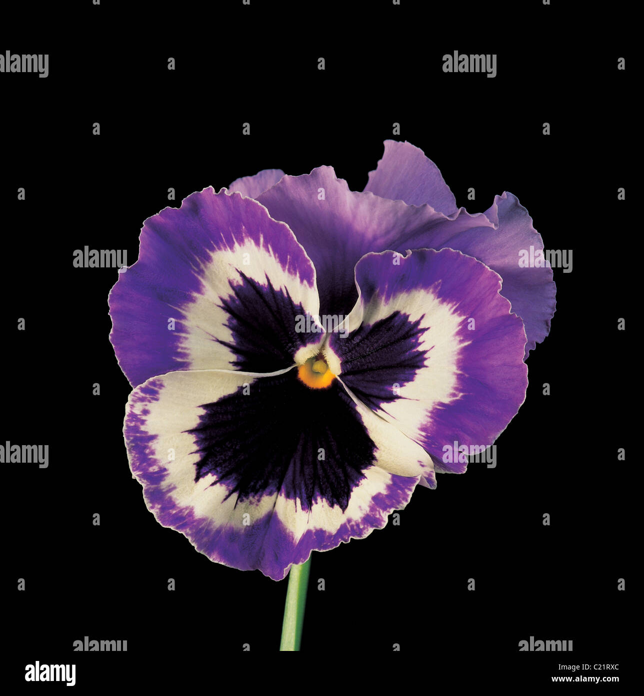 A close up Studio portrait of a Viola or Pansey Stock Photo - Alamy