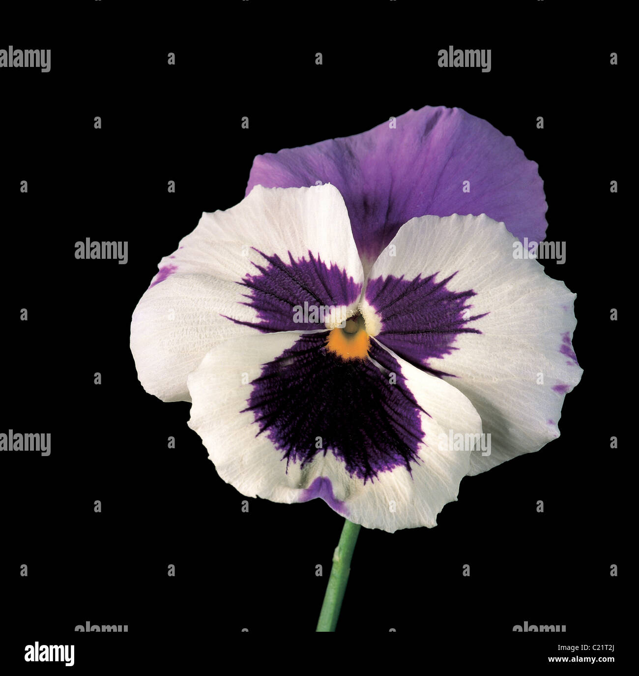 A close up Studio portrait of a Viola or Pansey Stock Photo - Alamy