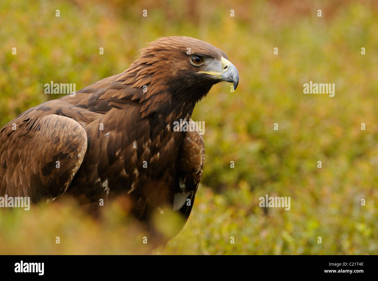 Golden Eagle, in the middle of autumn colored vegetation showing off ...
