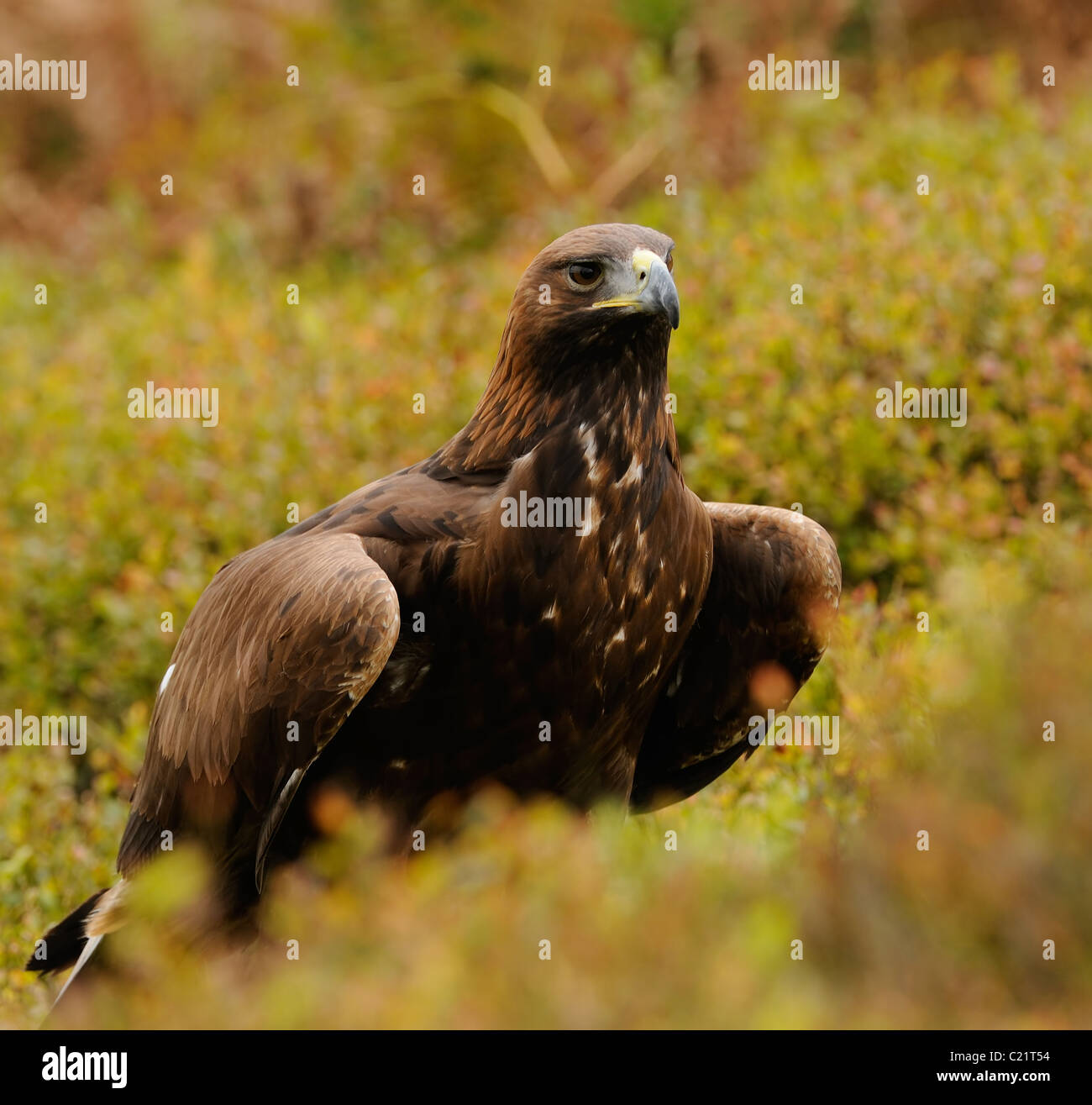 Golden Eagle, in the middle of autumn colored vegetation showing off ...