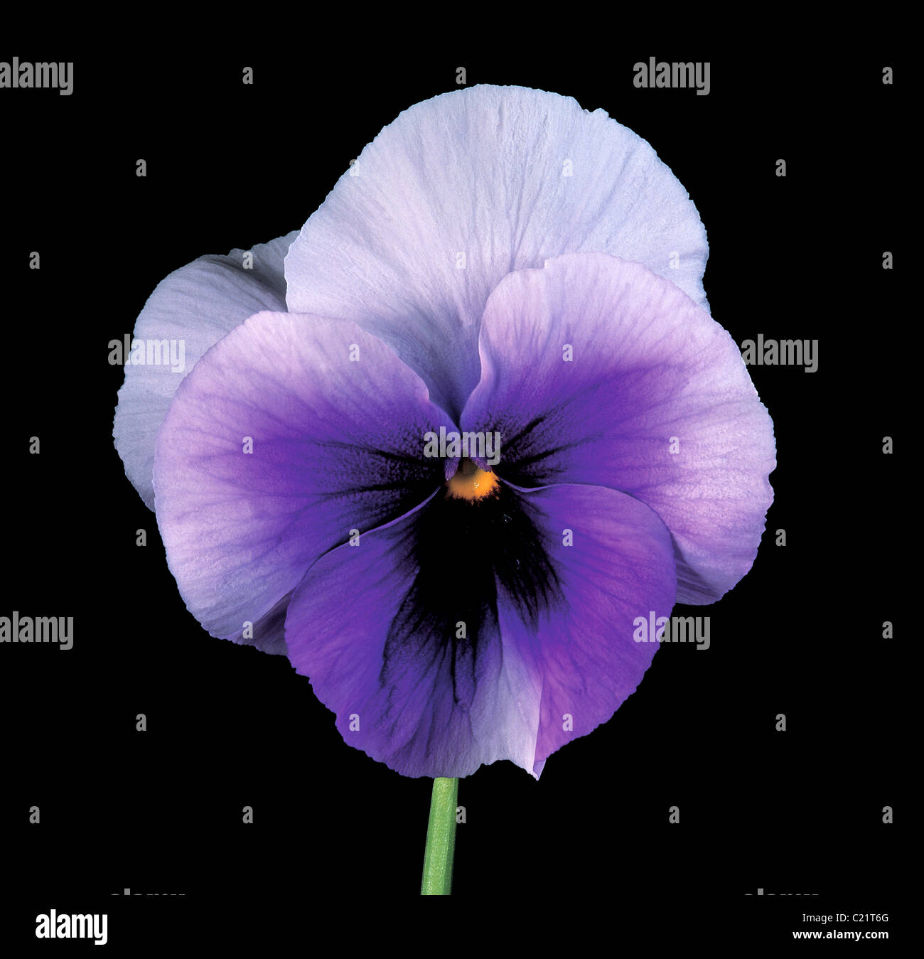 A close up Studio portrait of a Viola or Pansey Stock Photo - Alamy