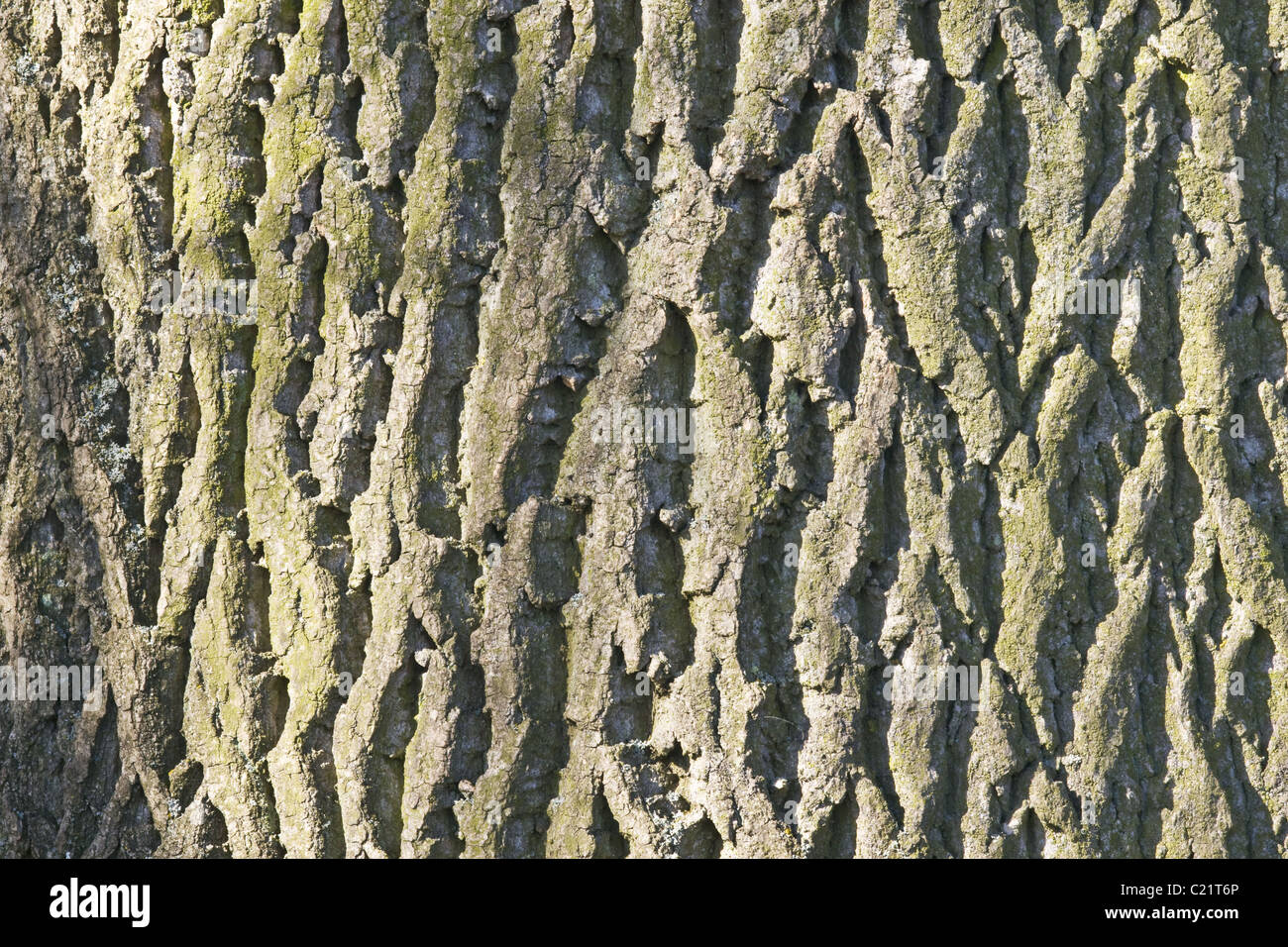 Ash tree bark hi-res stock photography and images - Alamy