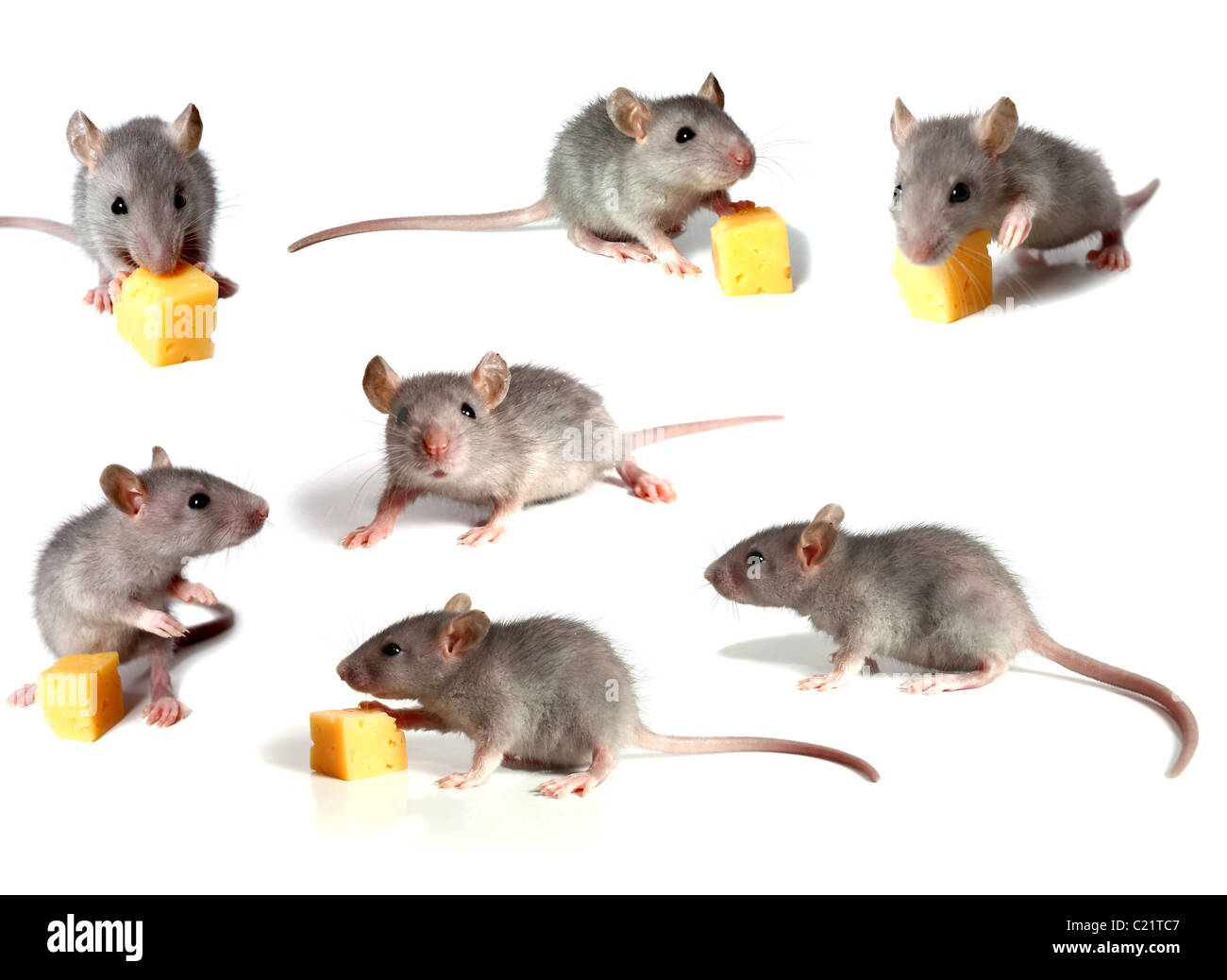 gray mouse isolated on white background Stock Photo - Alamy